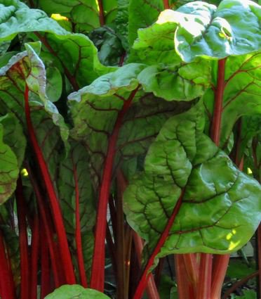 Rhubarb / Ruby Red Chard Seeds