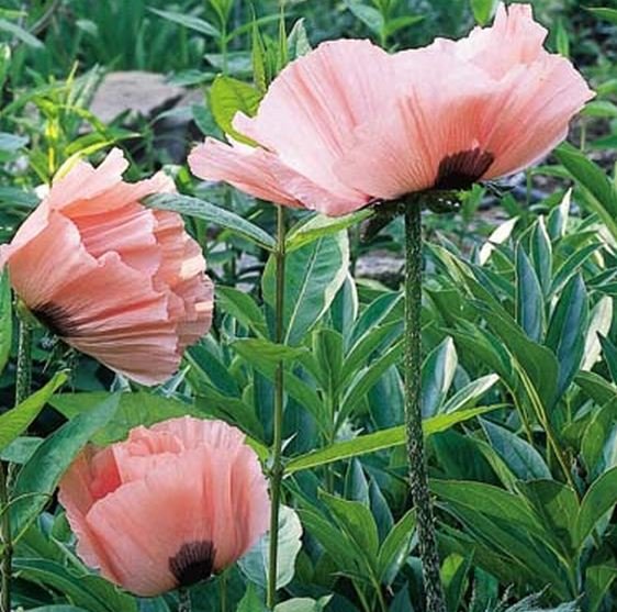 Poppy, Princess Victoria Louise Poppy Seeds