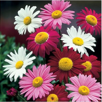 50 Robinson Giant Mix Painted Daisy Pyrethrum Seeds