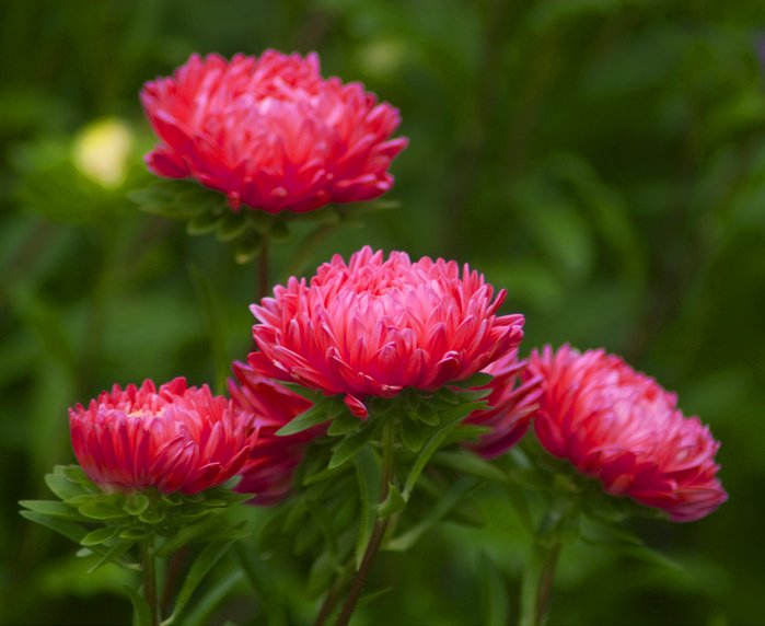 25 Chinese Aster Red Scarlet Dutchess Seeds