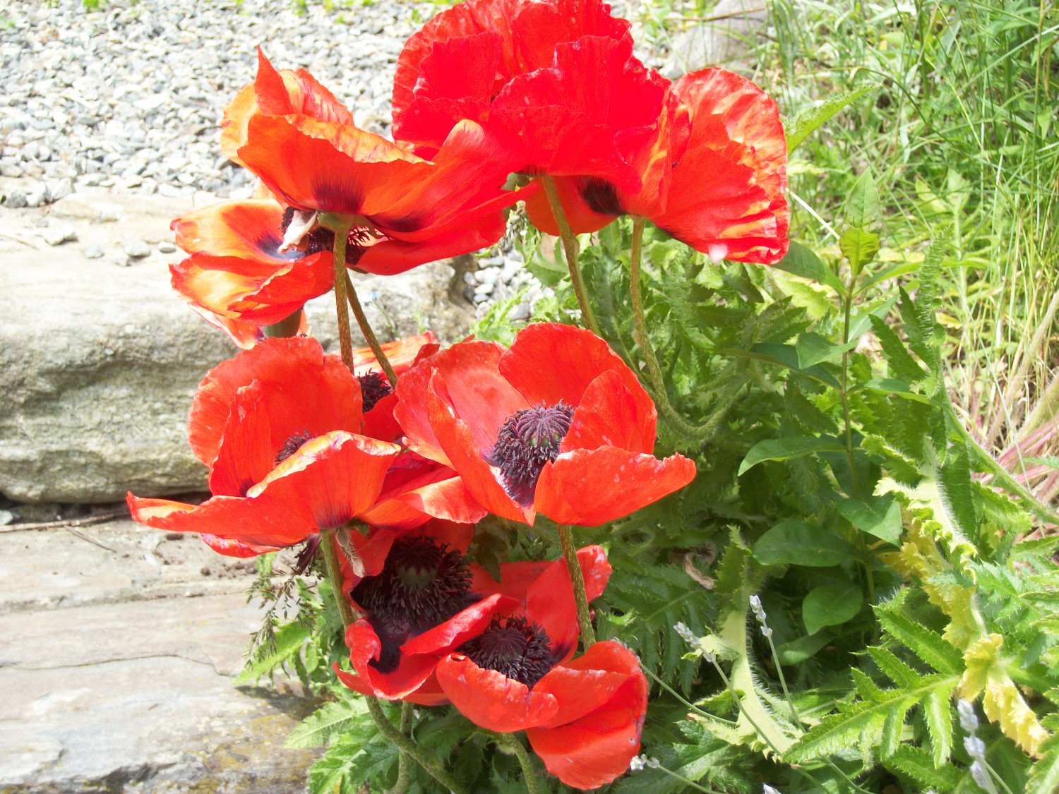 1000 Red Flanders Poppy Seeds