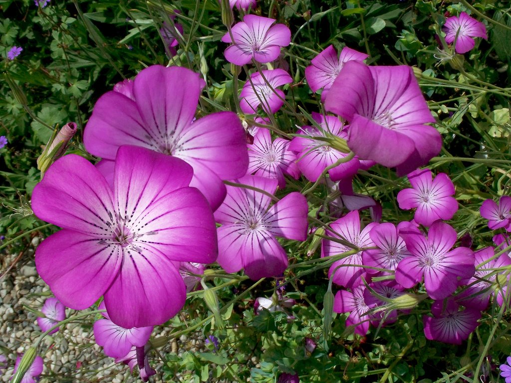 40 Pink Purple Corn Cockle Agrostemma Seeds