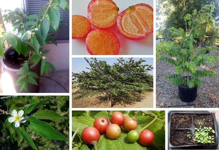 25 Aratiles Kerson Fruit Muntingia Calabura Seeds