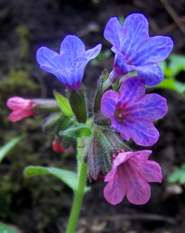 25 Lungwort Bethlehem Sage Pulmonaria Seeds