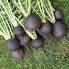 25 White Gooseneck Loosestrife Lysimachia Seeds