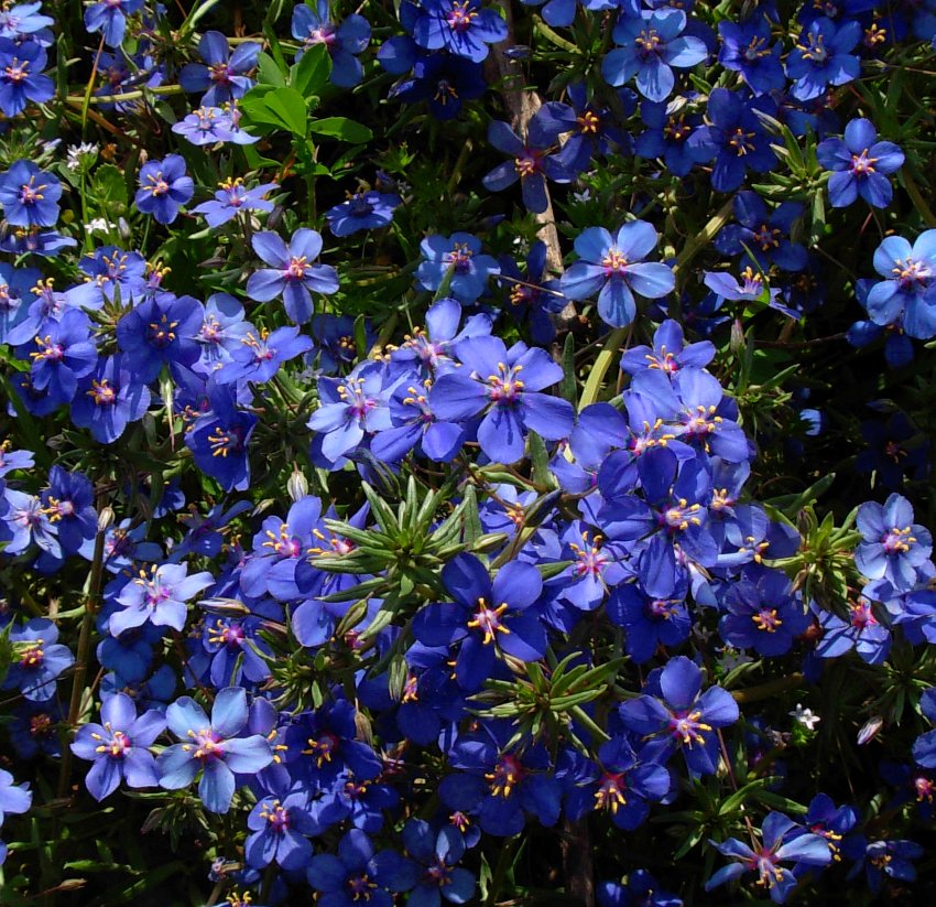 80 Blue Pimpernel Flower Anagallis Seeds