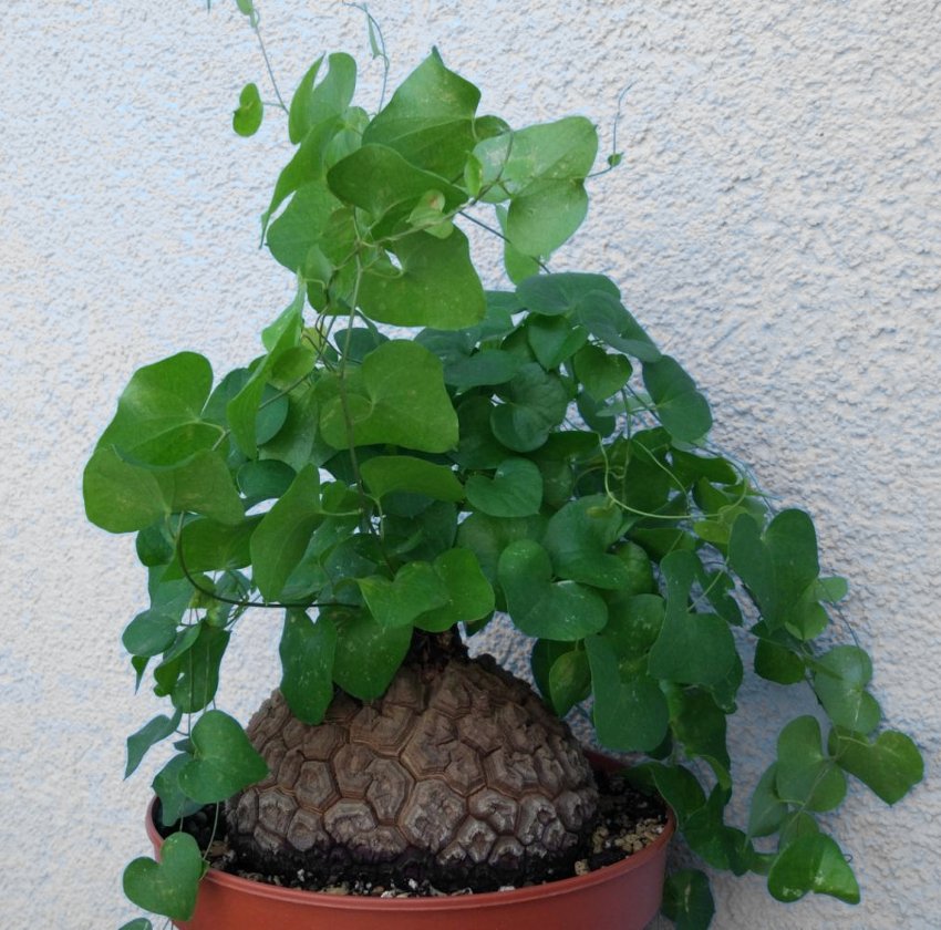 5 Elephant Foot Caudex Dioscorea Seeds