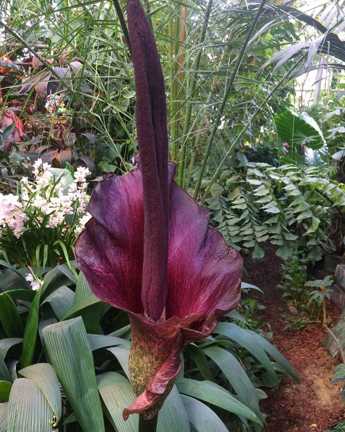 1 Aroid Devil's Tongue Voodoo Lily Amorphophallus Starter Plant