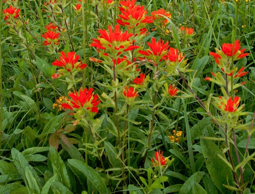 100 US Native Wildflower Red Indian Paintbrush Seeds