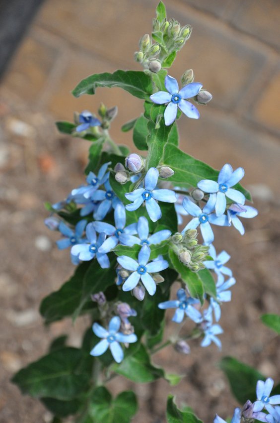 10 Blue Star Milkweed Tweedia Qxypetalum Seeds