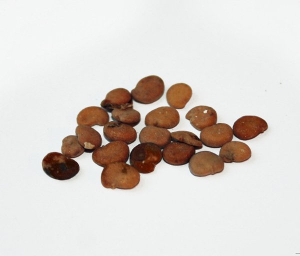 5 Alraun Mandrake Root Mandragora Seeds