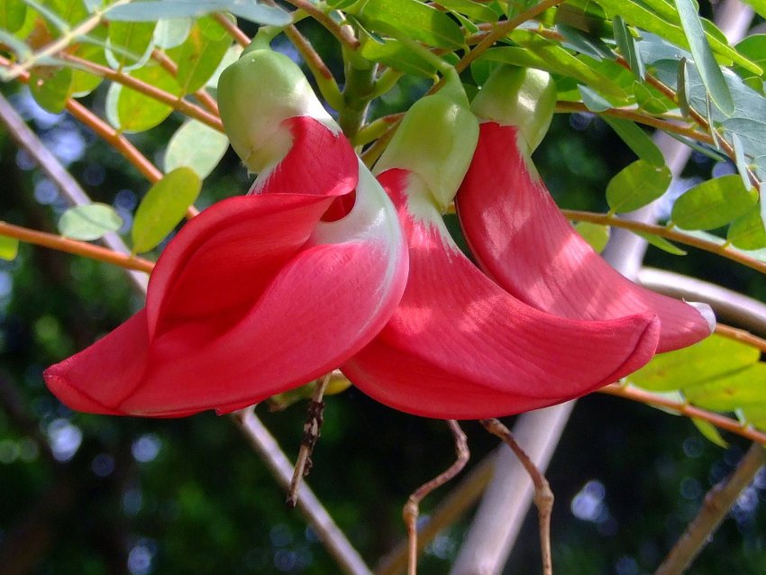 10 Red Vegetable Hummingbird Tree Katuray Sesbania Seeds