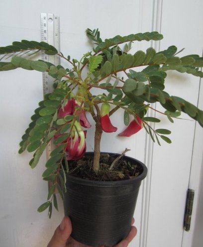 10 Red Vegetable Hummingbird Tree Katuray Sesbania Seeds