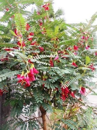 10 Red Vegetable Hummingbird Tree Katuray Sesbania Seeds
