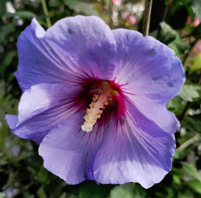 15 Blue Purple Hibiscus Rose of Sharon Hibiscus Seeds