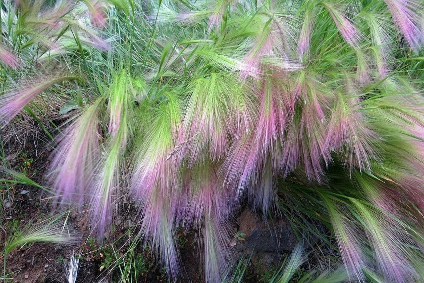 100 Squirrel Tail Grass Hordeum Seeds