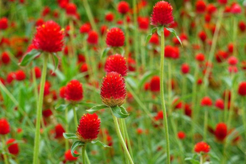 50 Red Strawberry Fields Globe Amaranth Gomphrena Seeds