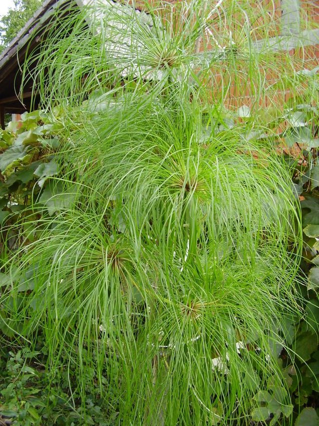 30 Papyrus Paper Reed Nile Grass Cyperus Seeds