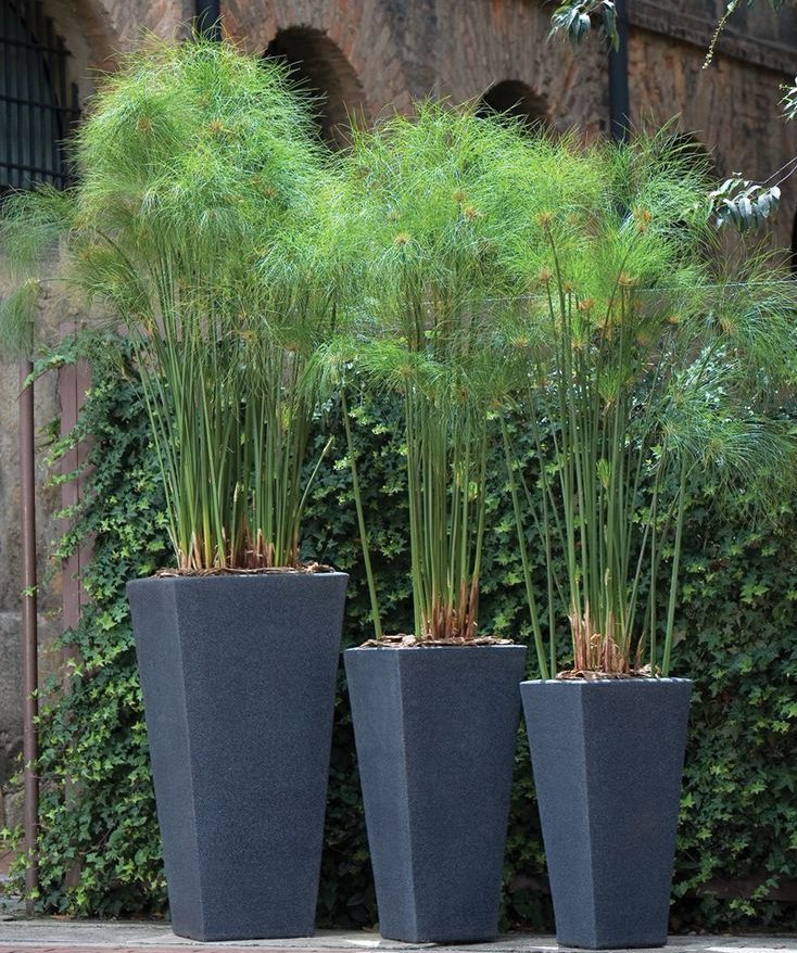 30 Papyrus Paper Reed Nile Grass Cyperus Seeds