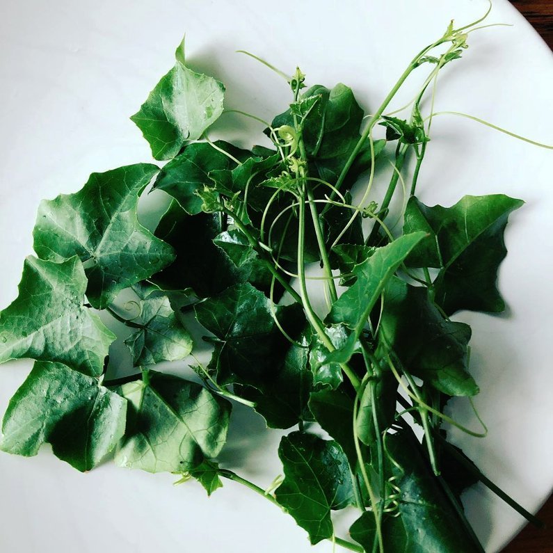 10 Indian Ivy Gourd Tindora Kundrui Seeds