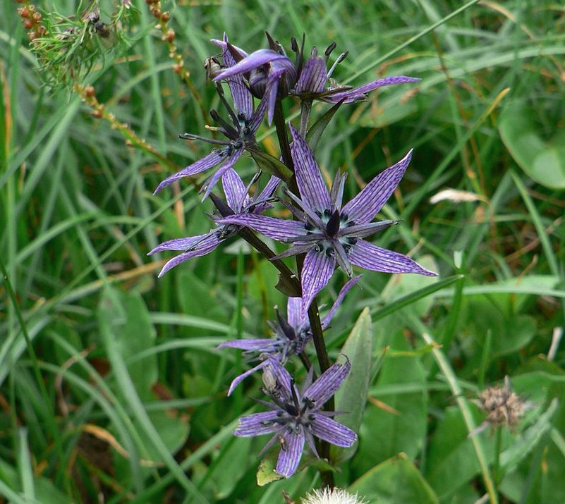 15 Blue Star Gentian Swertia Seeds