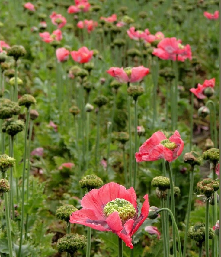 80 Pink Hens and Chicks Poppy Papaver Seeds