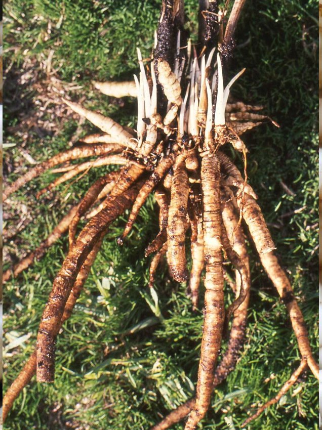 30 Scottish Perennial Sugar Root Crummock Skirret Sium Seeds
