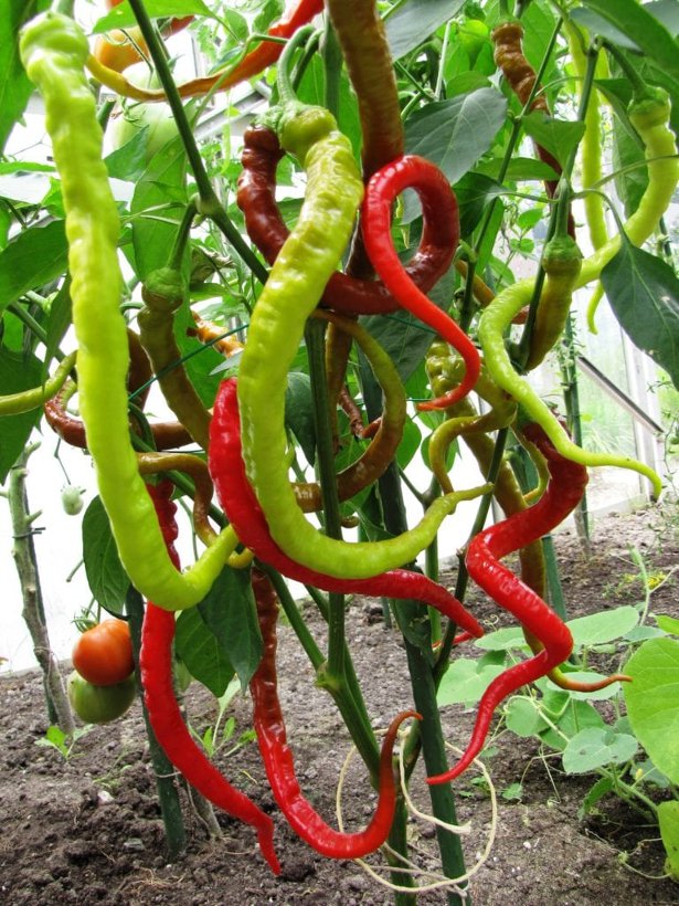 10 Mild Long Corbaci Pepper Capsicum Seeds