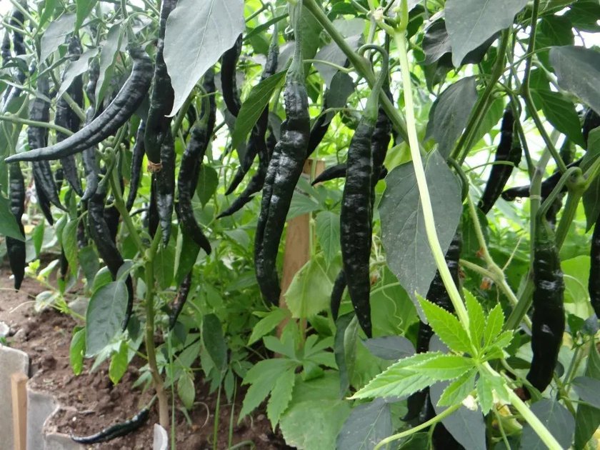 20 Smoky Chilaca Pasilla Chili Pepper Capsicum Seeds