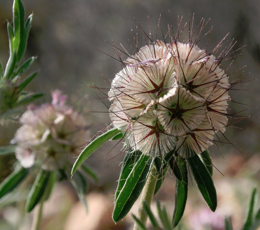 40 Drumstick Star Flower Scabiosa Seeds