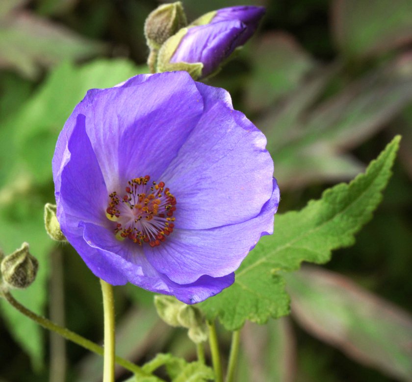 15 Blue Flowering Maple Abutilon Seeds