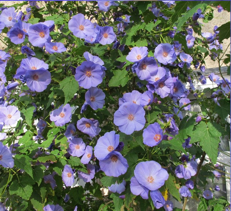 15 Blue Flowering Maple Abutilon Seeds