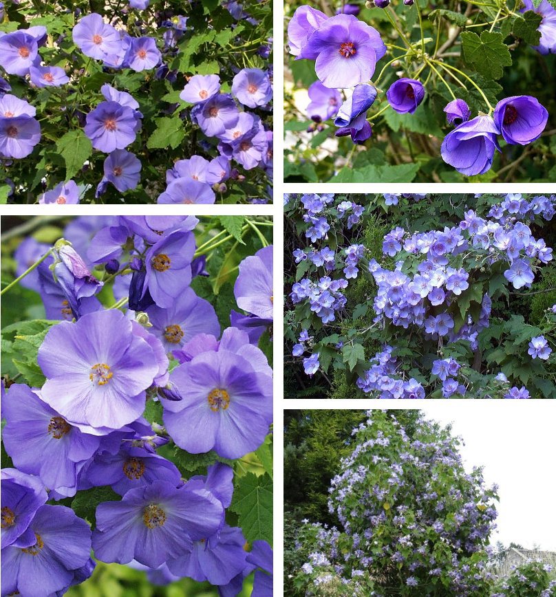 15 Blue Flowering Maple Abutilon Seeds