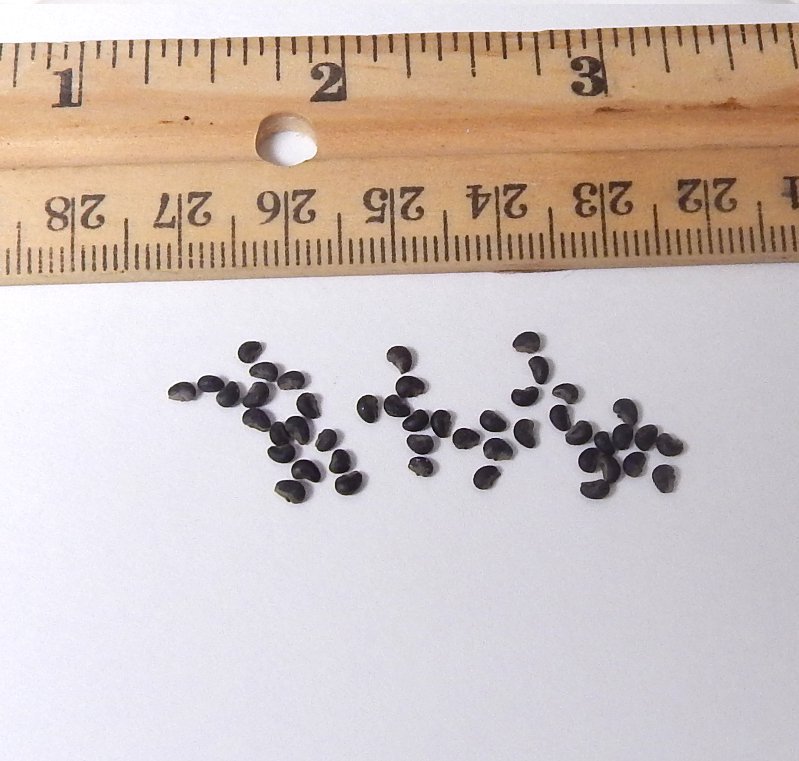 15 Blue Flowering Maple Abutilon Seeds