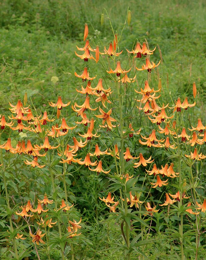 10 Wild Canada Lily Lilium Seeds