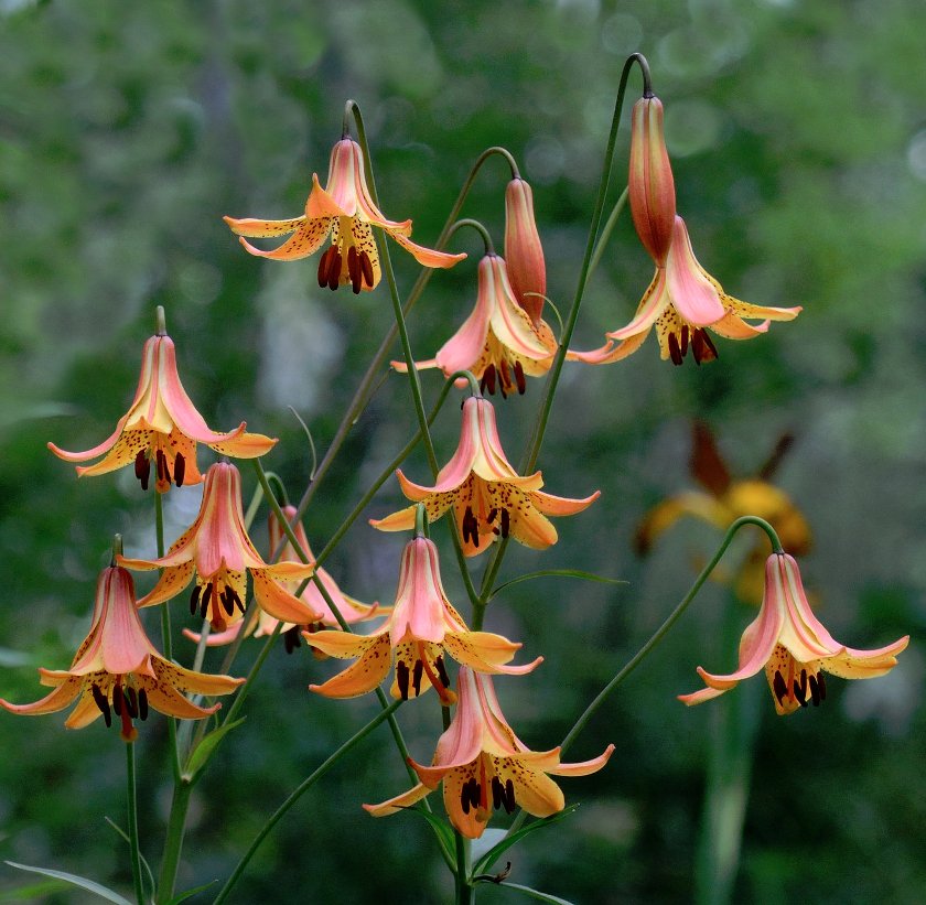10 Wild Canada Lily Lilium Seeds