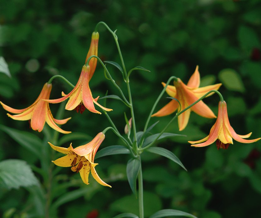 10 Wild Canada Lily Lilium Seeds