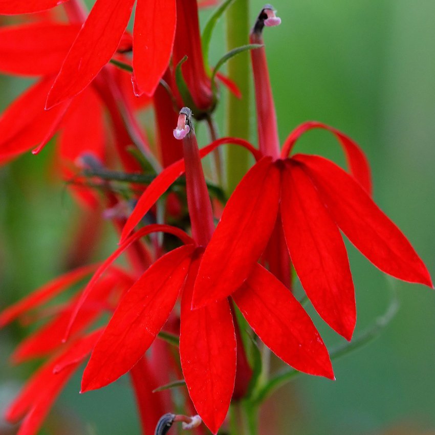 200 Wild Scarlet Red Cardinal Flower Lobelia Seeds