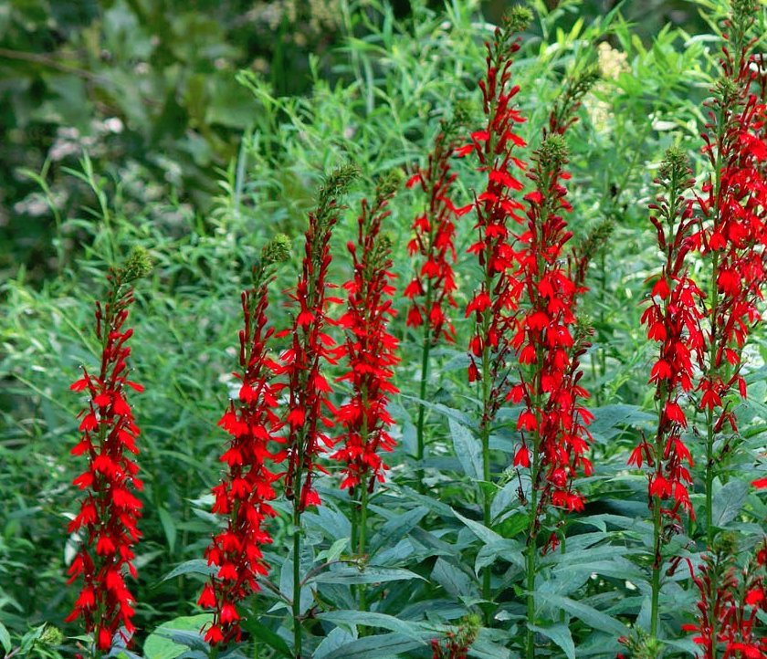 200 Wild Scarlet Red Cardinal Flower Lobelia Seeds
