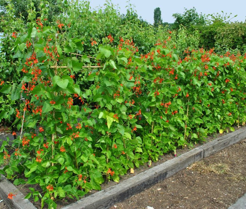 25 Heirloom Red Scarlet Runner Vine Bean Phaseolus Seeds