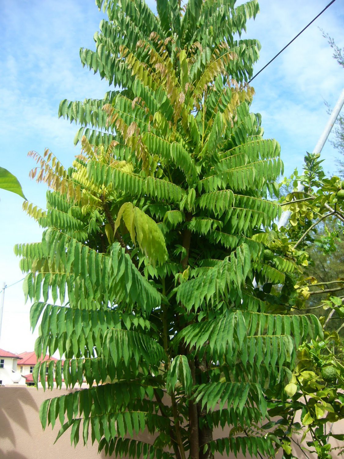 5 Kamias Bilimbi Cucumber Tree Averrhoa Seeds