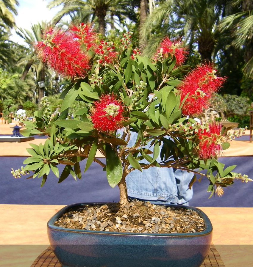 50 Crimson Red Bottlebrush Callistemon Seeds