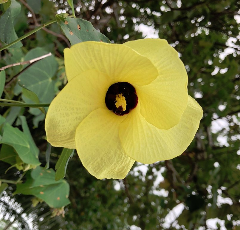 8 Mahoe Sea Hibiscus Seeds