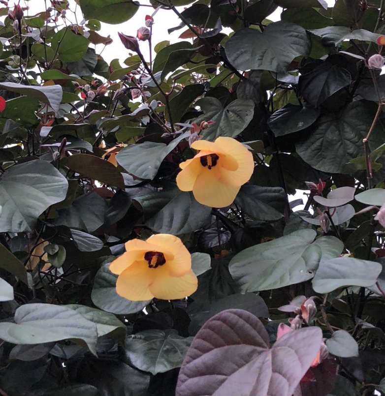 8 Mahoe Sea Hibiscus Seeds