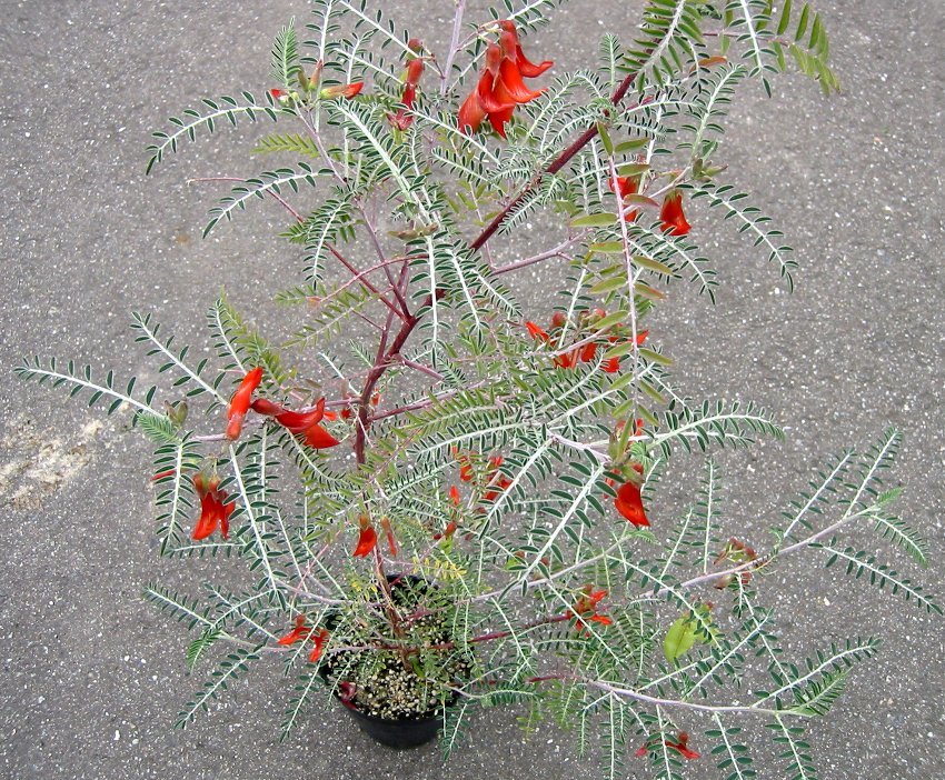 10 Red Cancerbush Lessertia Sutherlandia Seeds