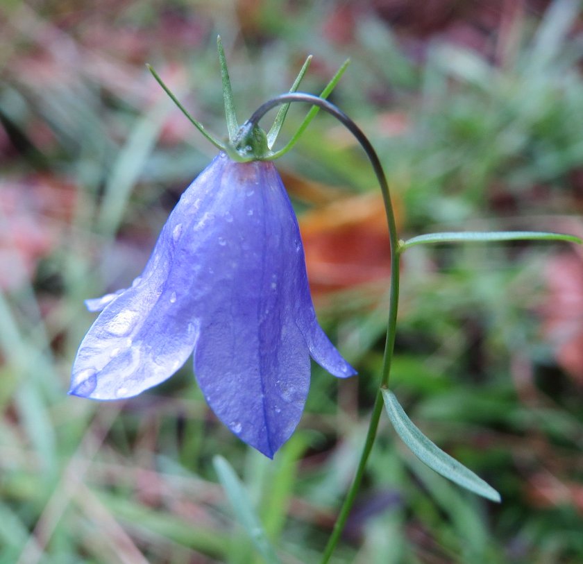 100 True Wild Blue Harebell Campanula Seeds