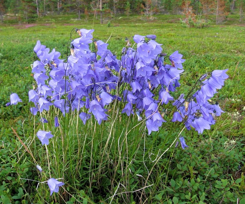 100 True Wild Blue Harebell Campanula Seeds