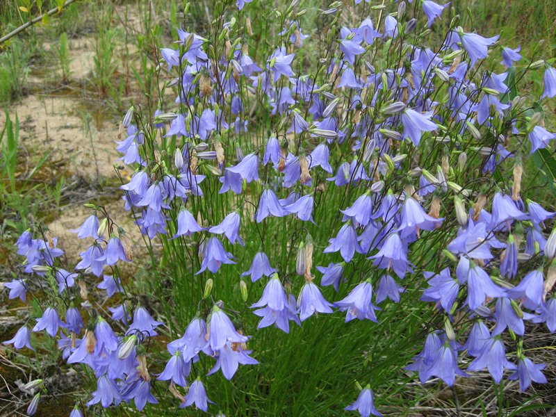 100 True Wild Blue Harebell Campanula Seeds