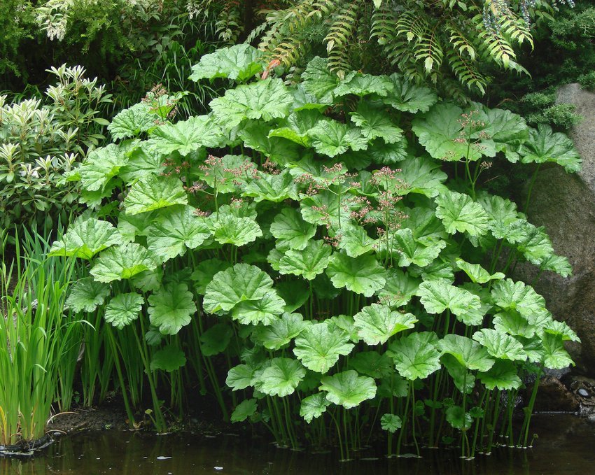 40 Umbrella Plant Darmera peltata Seeds