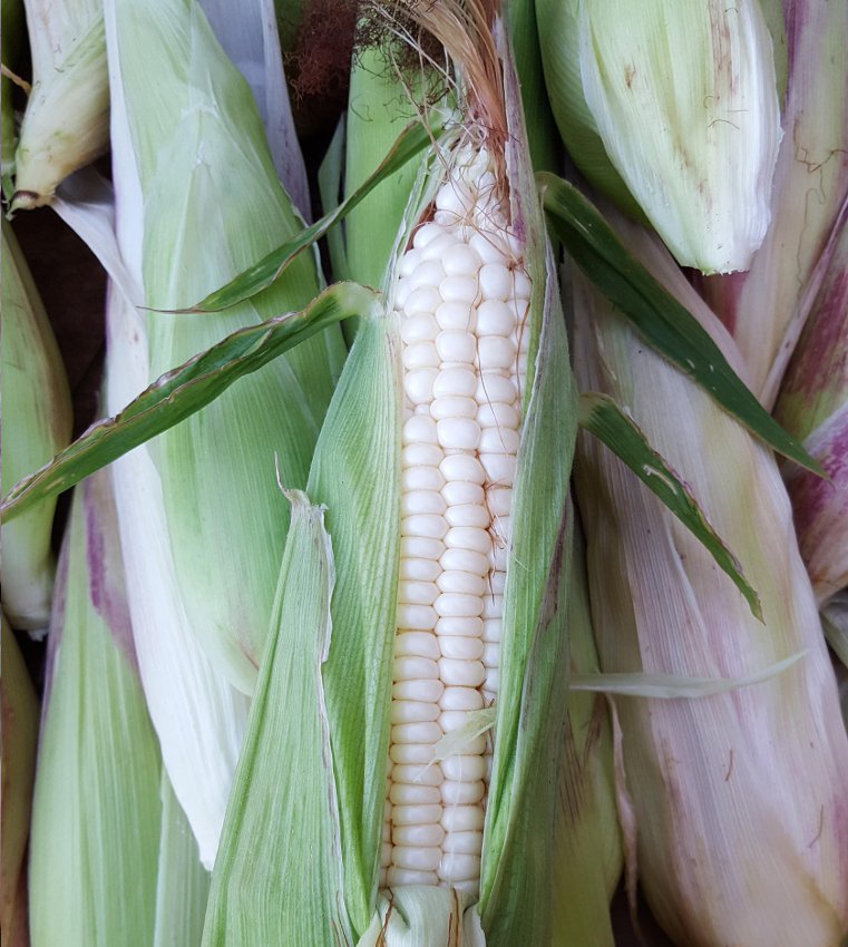 40 Heirloom Sweet White Corn Luther Hill Seeds